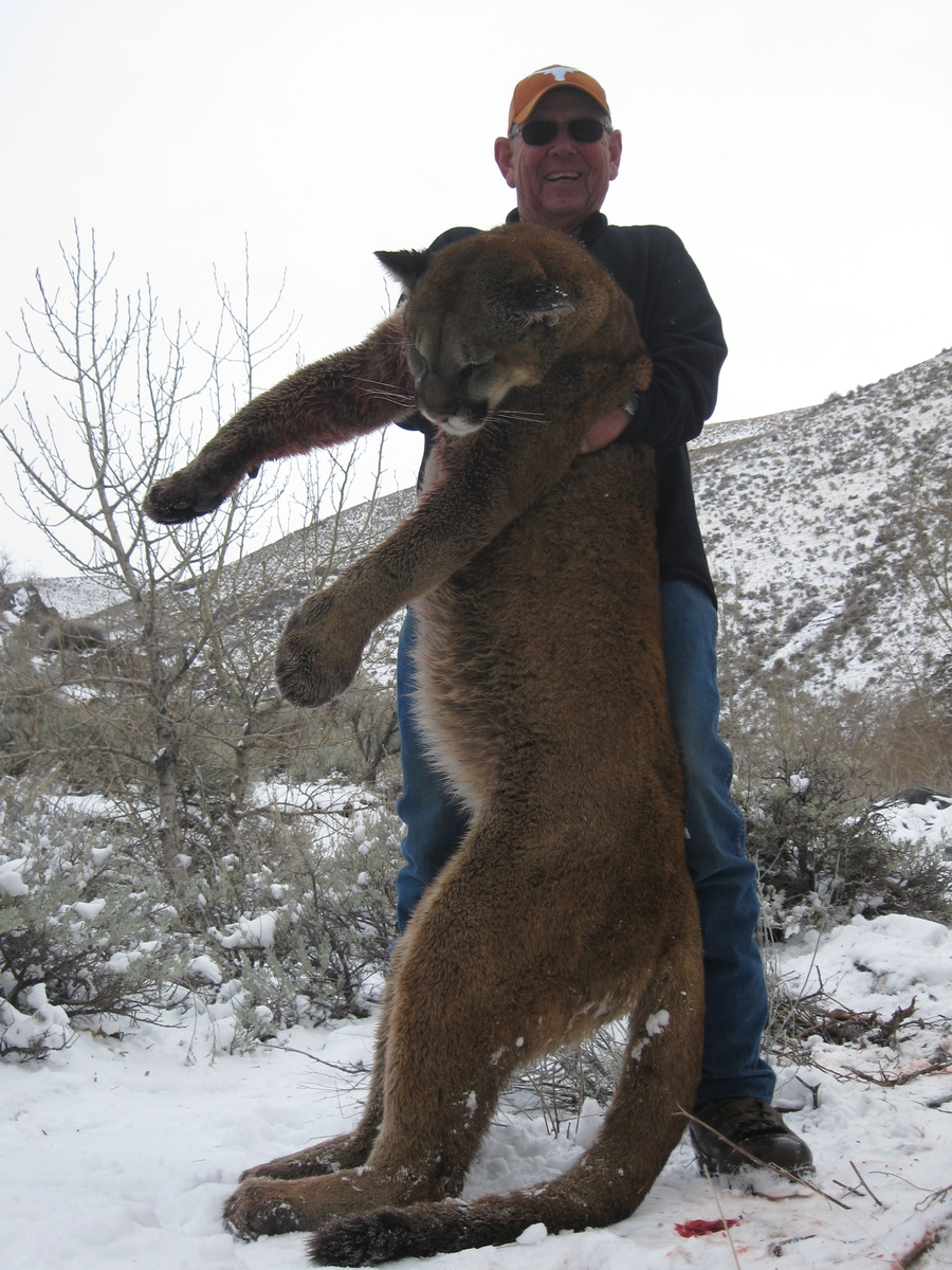 Nevada Mountain Lion Hunts - Nevada High Ridge Outfitters