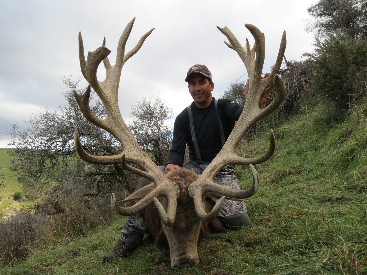 New Zealand Red Stag Hunts - Nevada High Ridge Outfitters