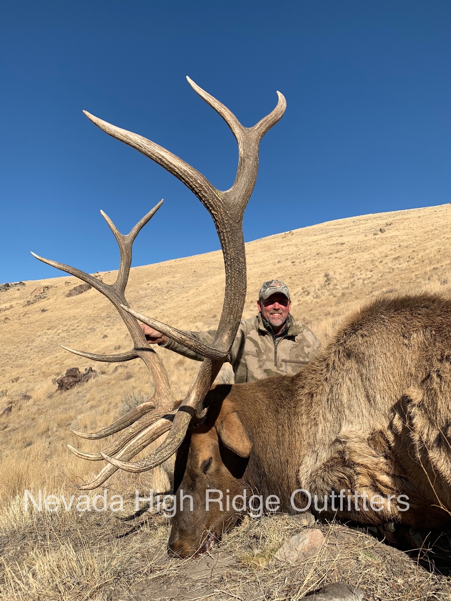 Nevada Elk Hunts - Nevada High Ridge Outfitters